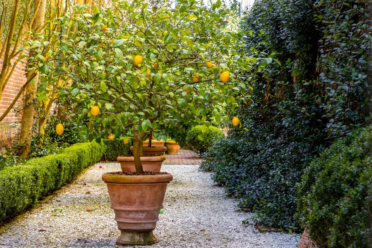 Easy Guide to Winter Citrus Care – mittagong-garden-centre